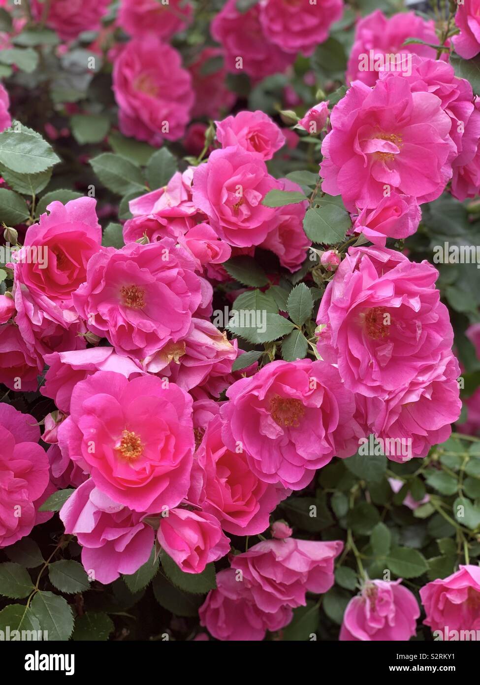Pink Pedals High Resolution Stock Photography and Images - Alamy