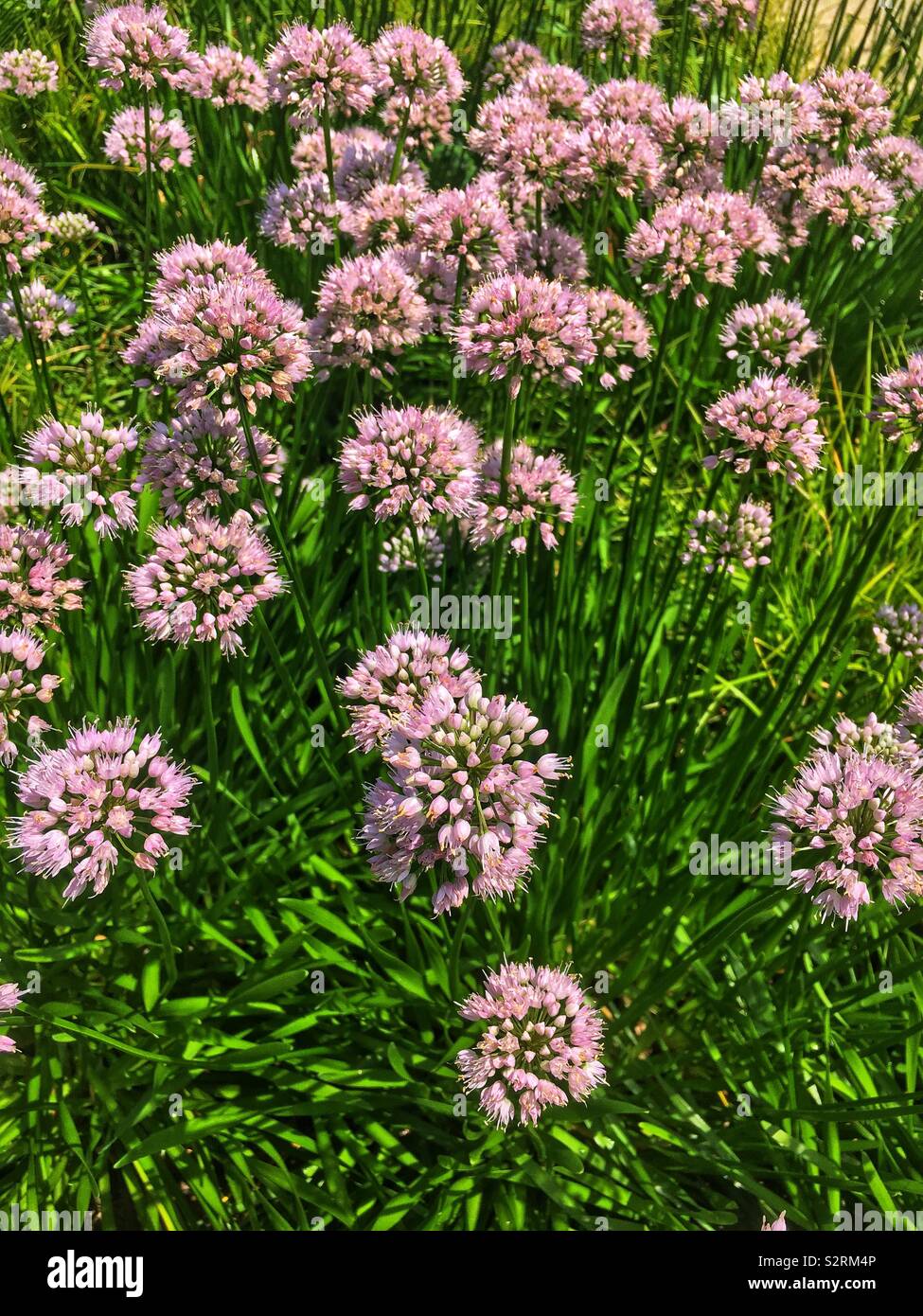 Field of flowering pink chives, Allium schoenoprasum Stock Photo - Alamy