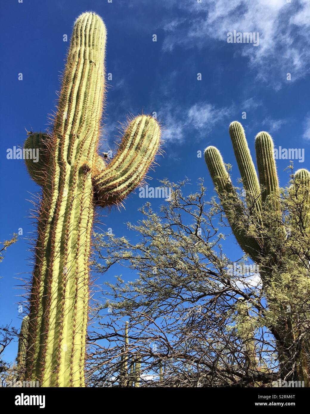Cacti chile hi-res stock photography and images - Alamy