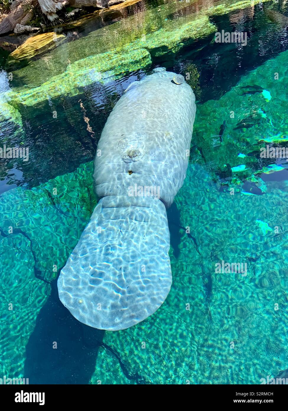 Large manatee swimming on his back Stock Photo - Alamy