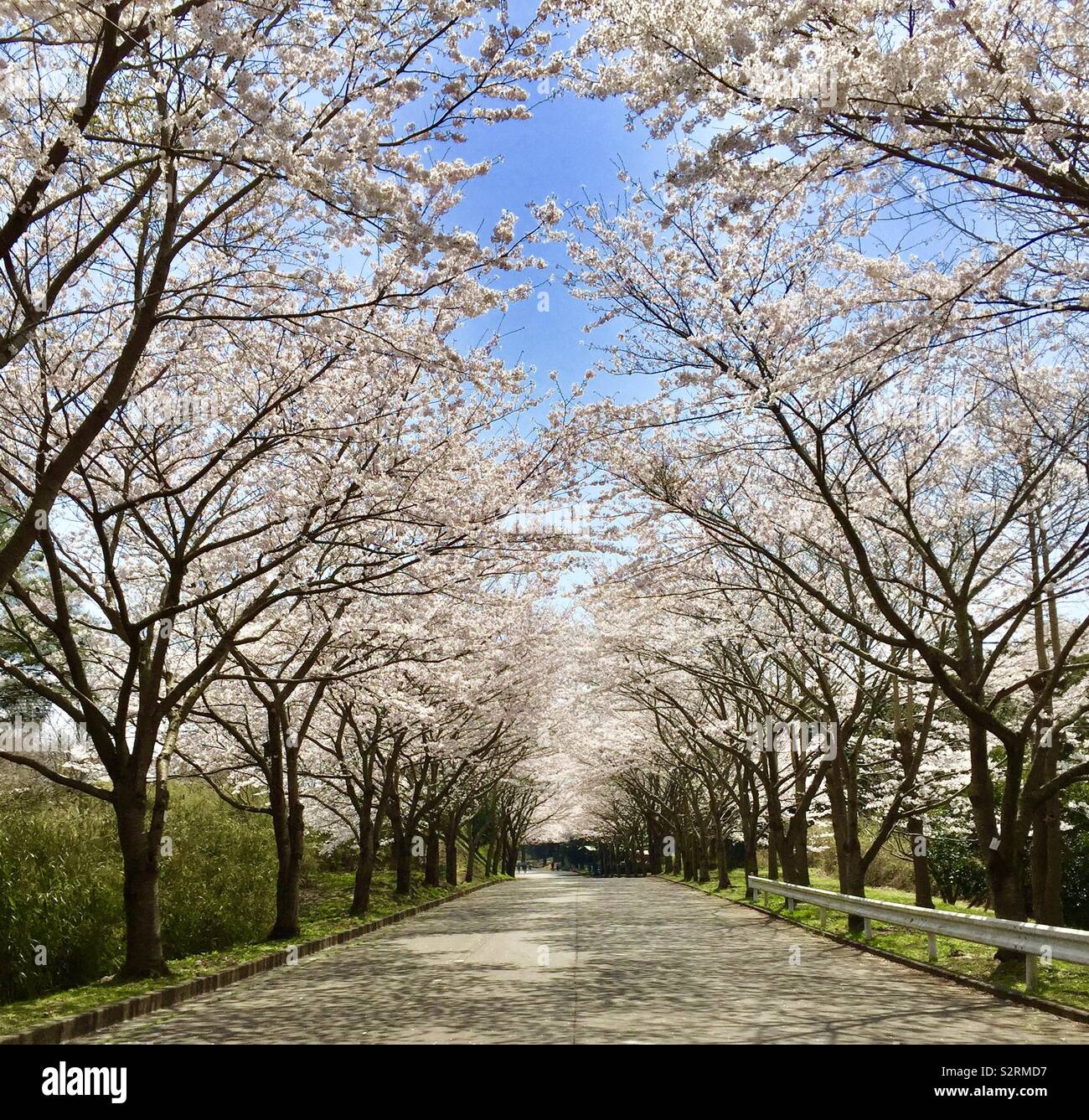 Cherry blossoms on both sides of an empty road during spring in Numazu ...