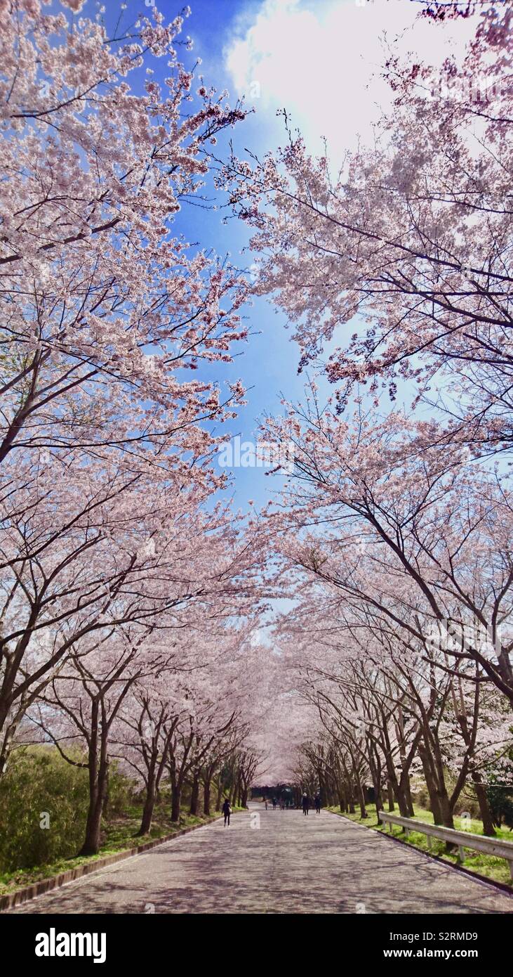 Sunny japan hi-res stock photography and images - Alamy