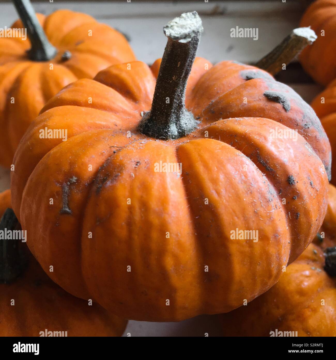 Orange squashes hi-res stock photography and images - Alamy