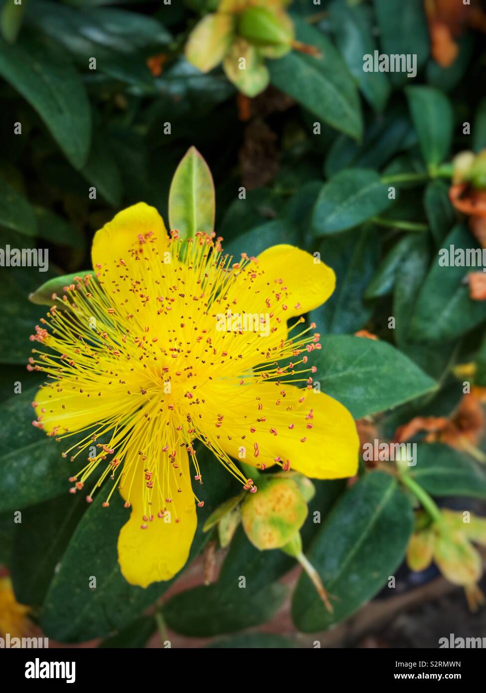 Delicate caption hi-res stock photography and images - Alamy