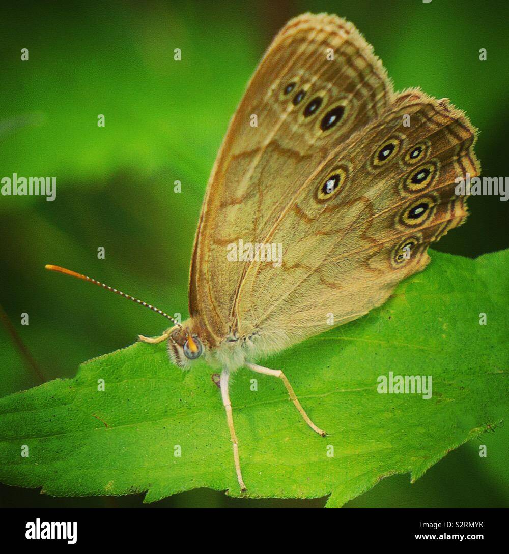 Eyed Brown butterfly,Wayne County, Pennsylvania Stock Photo - Alamy