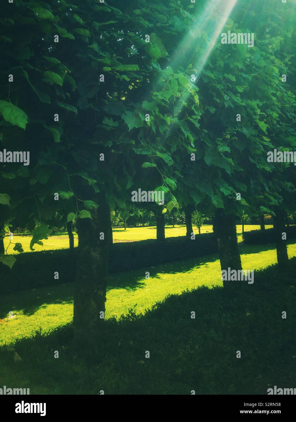 Pattern of trees against the light Stock Photo - Alamy