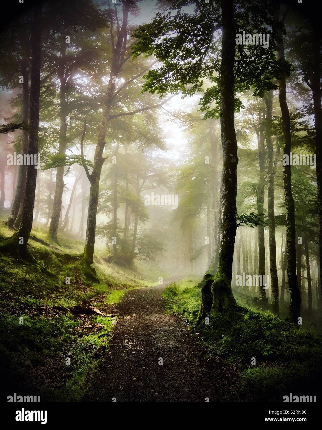 Forest of roncesvalles hi-res stock photography and images - Alamy