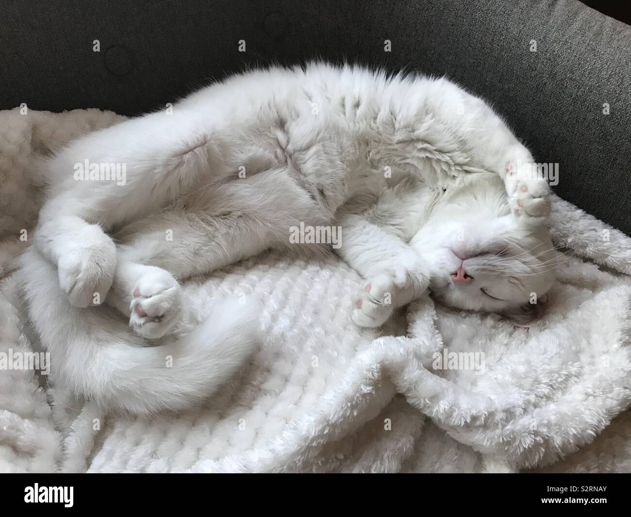 Catnap hi-res stock photography and images - Alamy