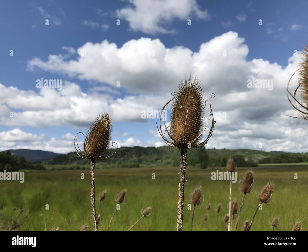 Blue thistles hi-res stock photography and images - Alamy