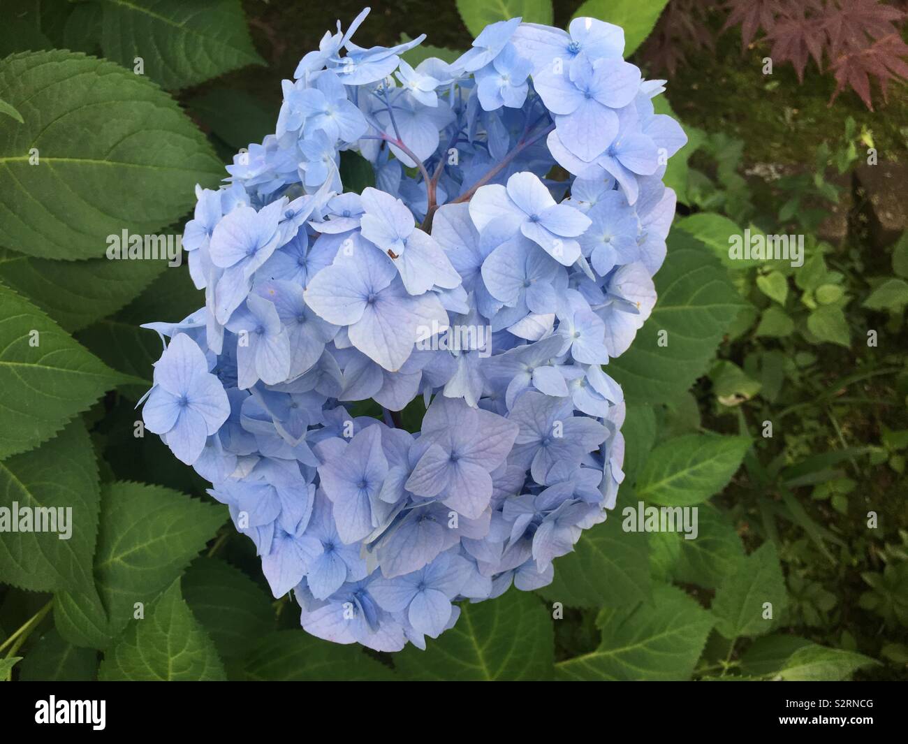 Nice color hi-res stock photography and images - Alamy