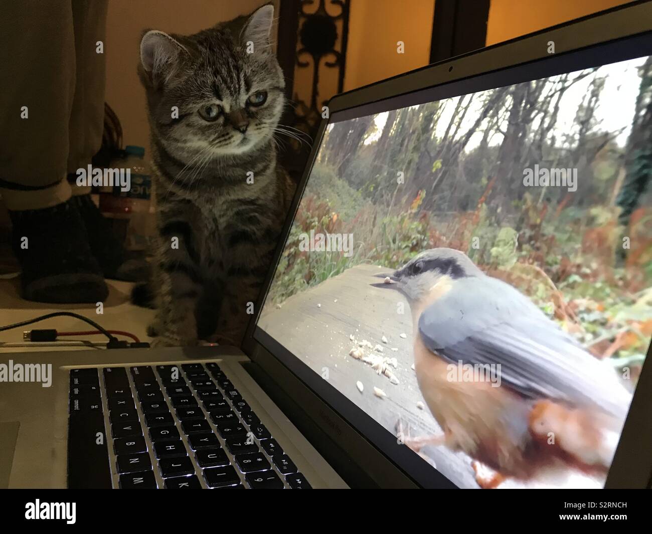 The watcher cat hi-res stock photography and images - Alamy