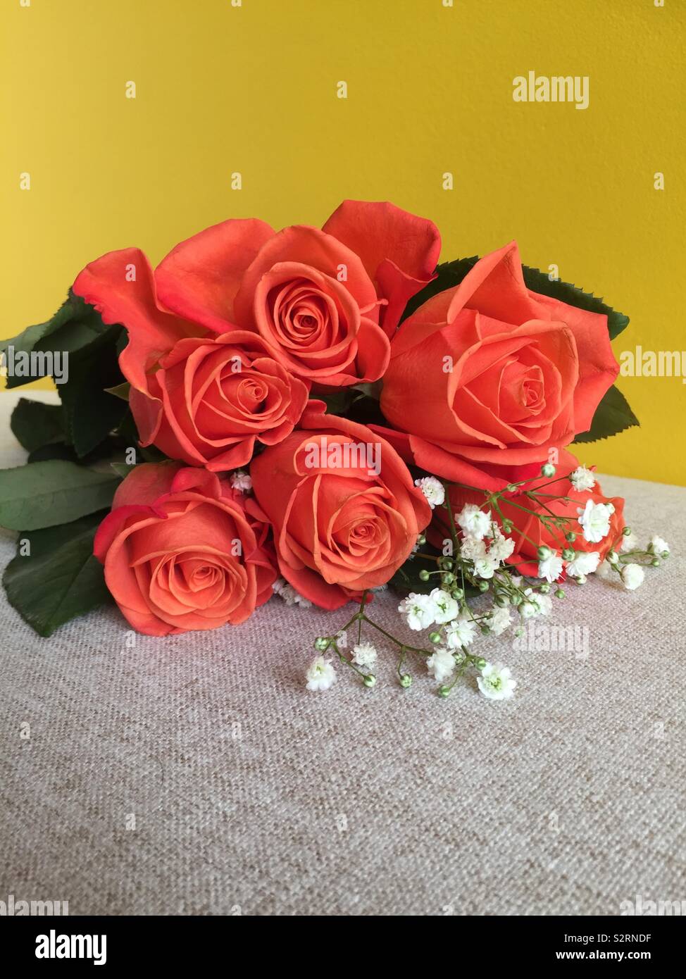 Tropical rose hi-res stock photography and images - Alamy