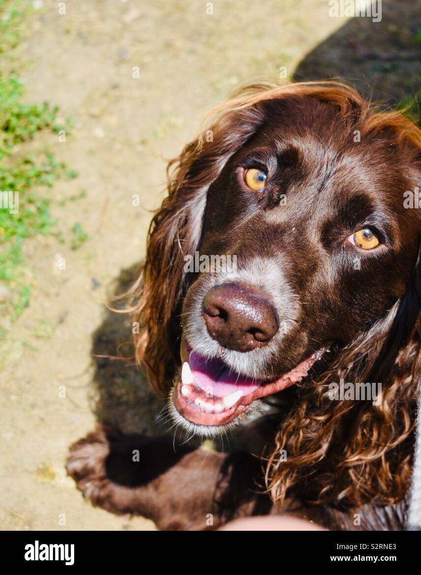 Shiny spaniel dog hi-res stock photography and images - Alamy