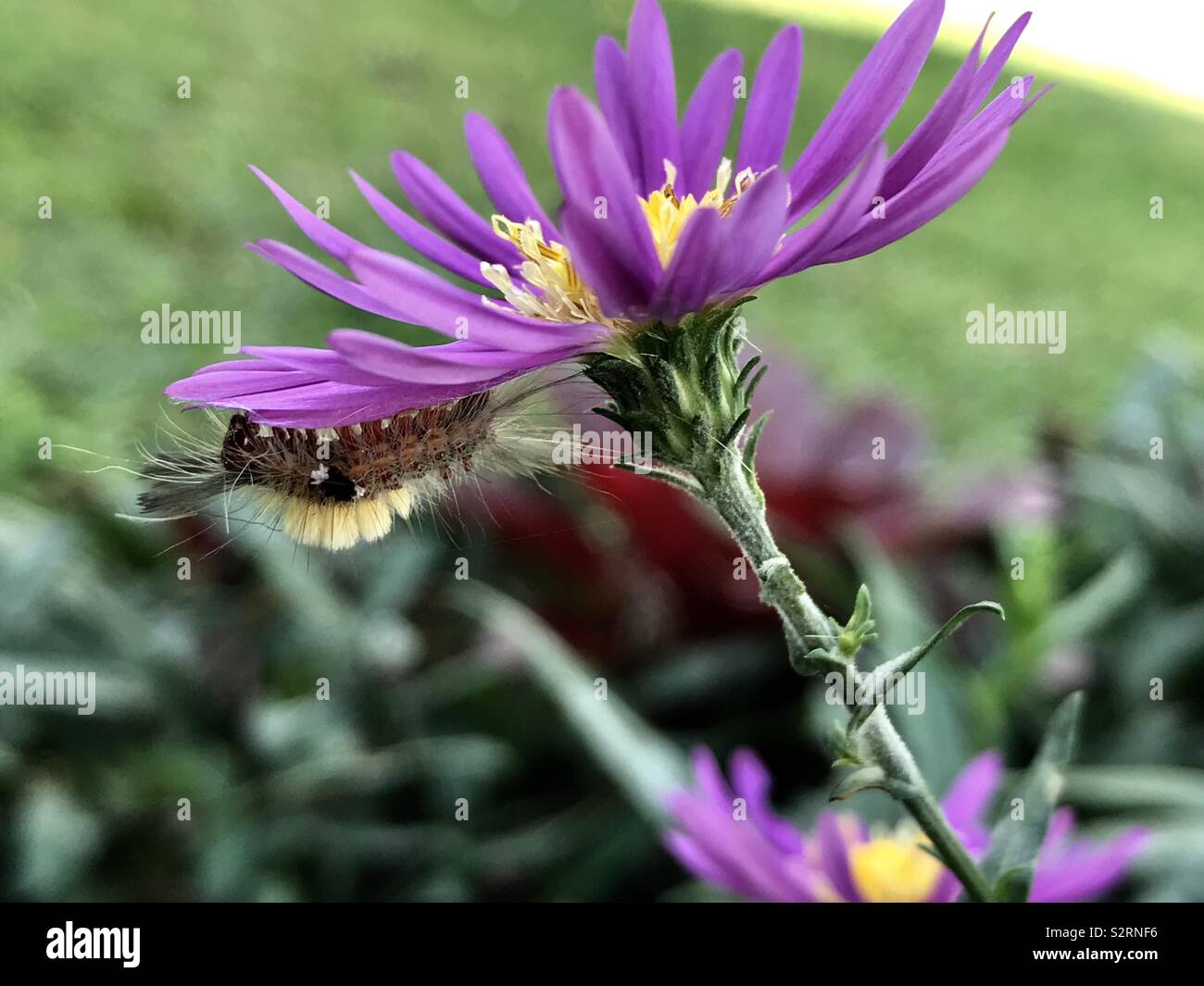 Caterpillar Flower High Resolution Stock Photography and Images - Alamy