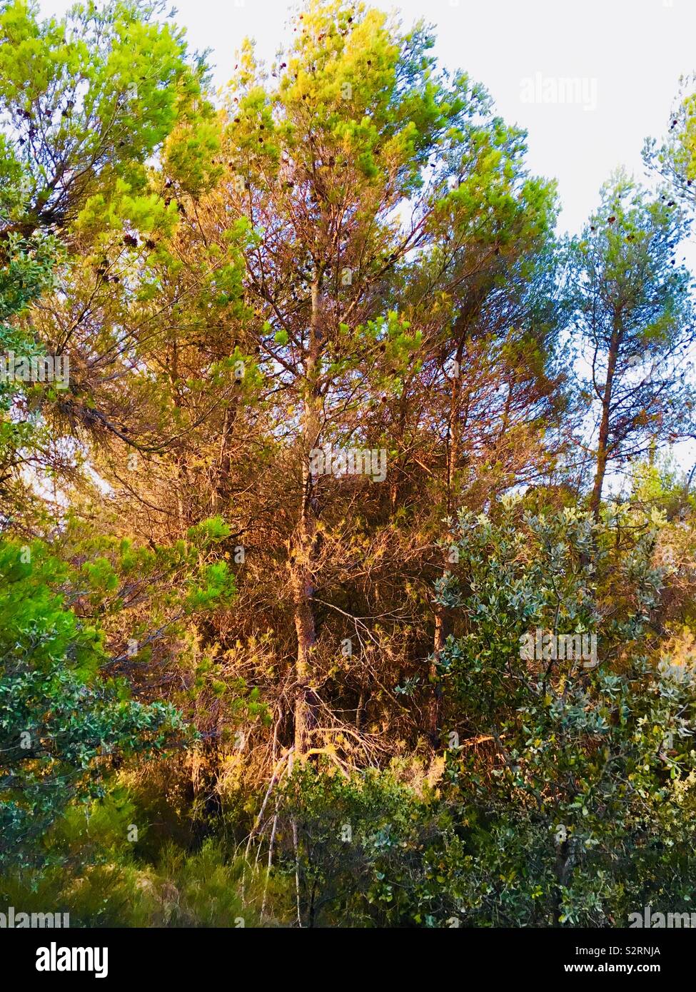 Trees in the french mountainside Stock Photo - Alamy Trees in the french mountainside Stock Photo - Alamy