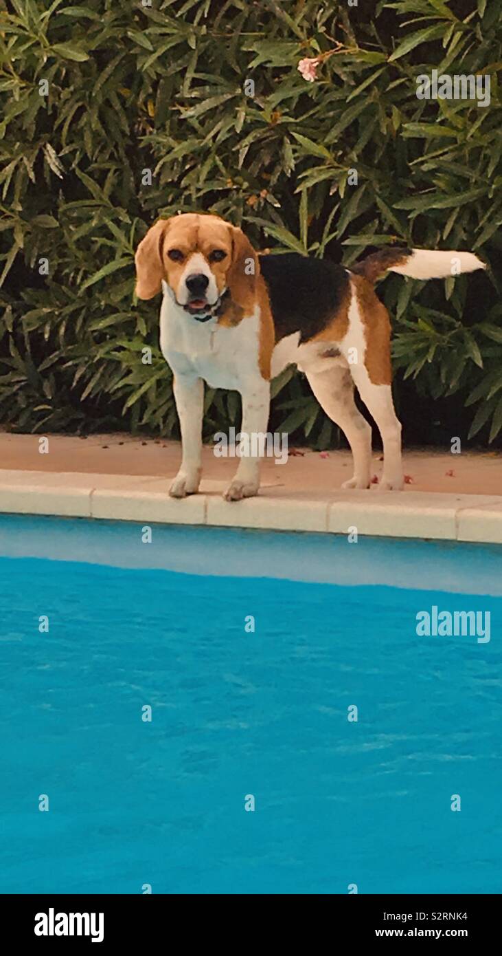 Beagle by swimming pool Stock Photo - Alamy