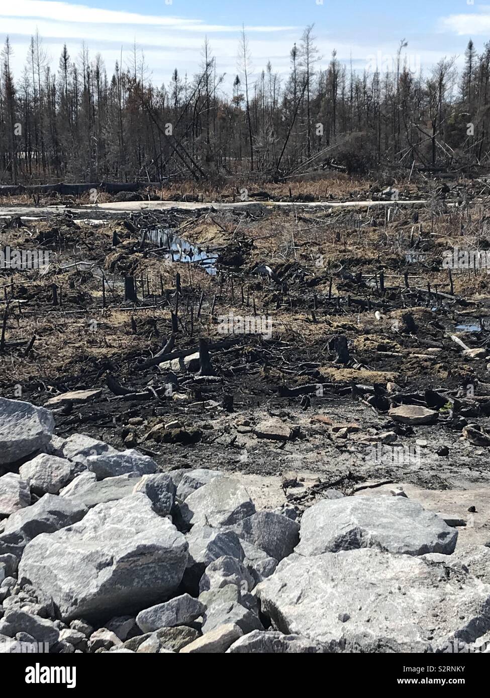 Forest fire aftermath Stock Photo - Alamy