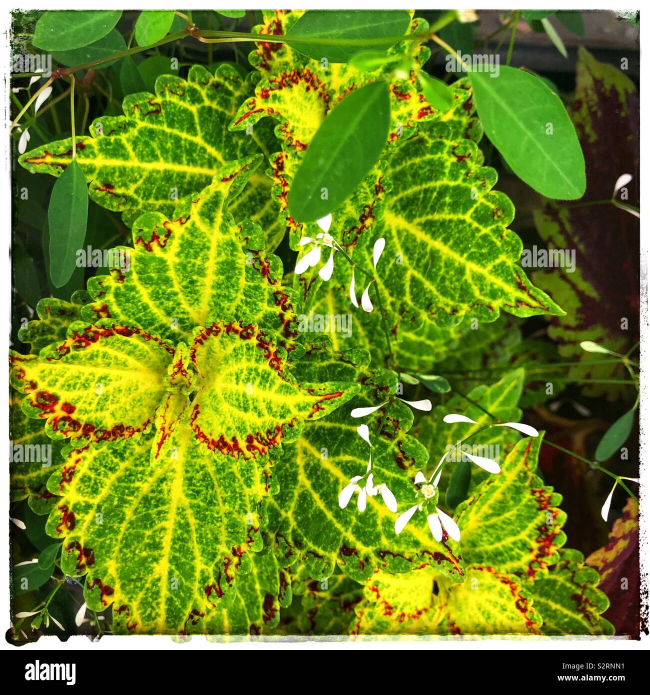 Garden greenery hi-res stock photography and images - Alamy