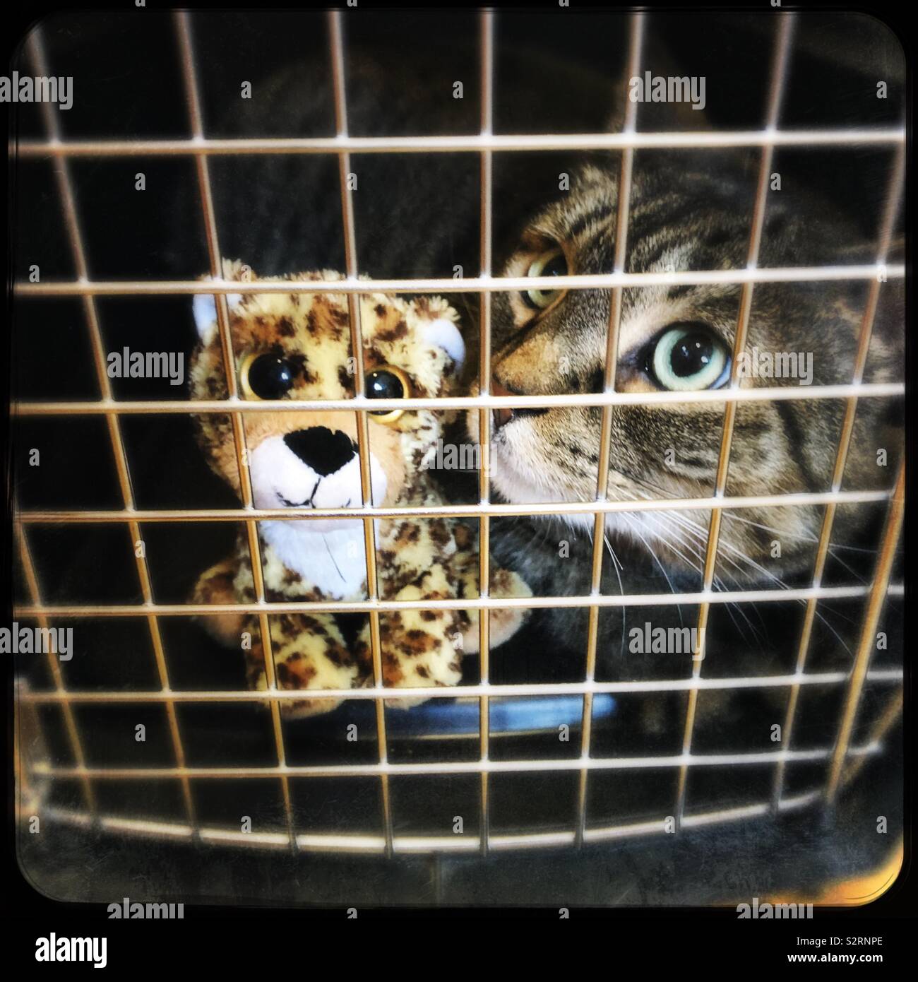 My cat Tasha waiting to see the vet for her yearly checkup and ...