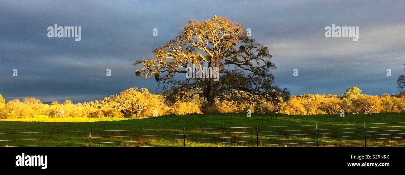Old Pasture Oak High Resolution Stock Photography and Images - Alamy