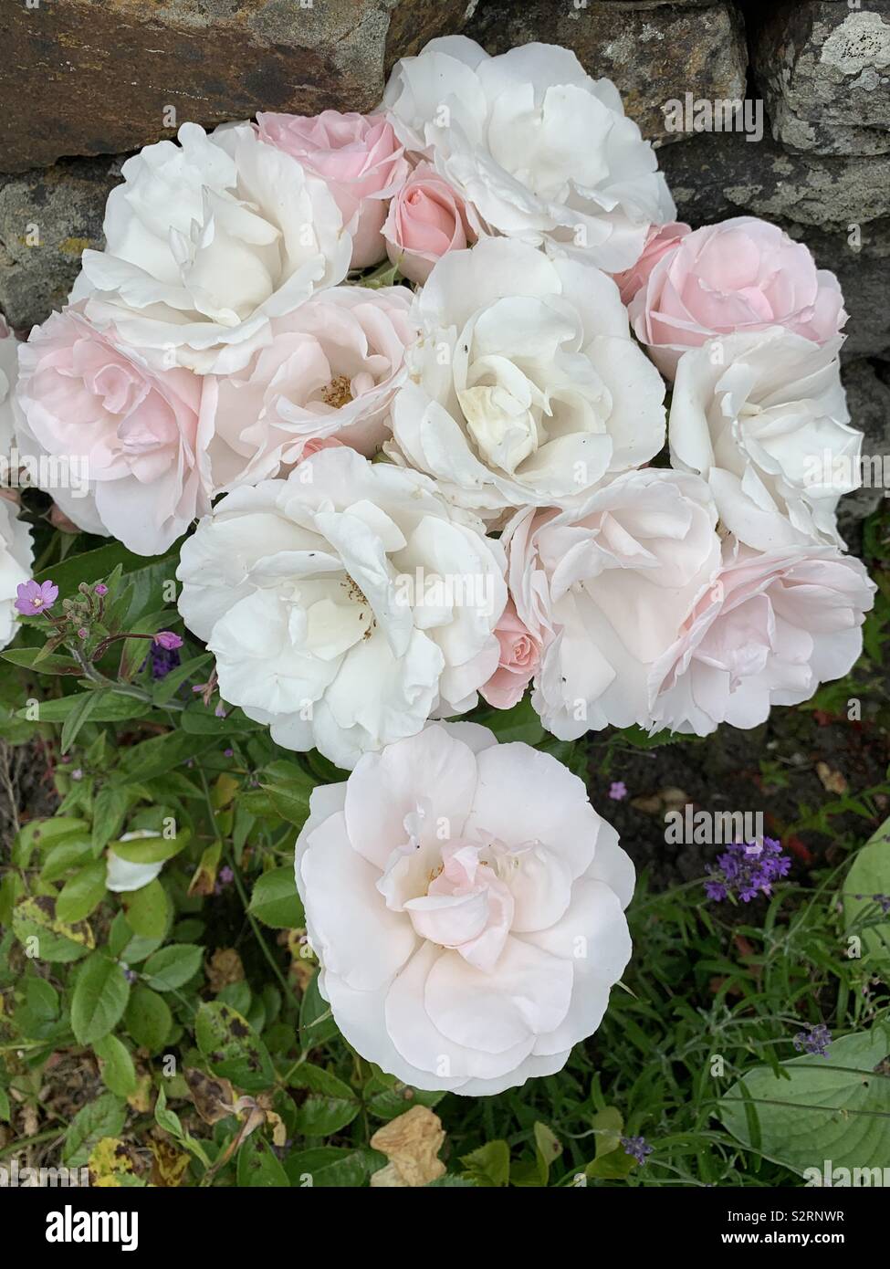 Cluster roses hi-res stock photography and images - Alamy