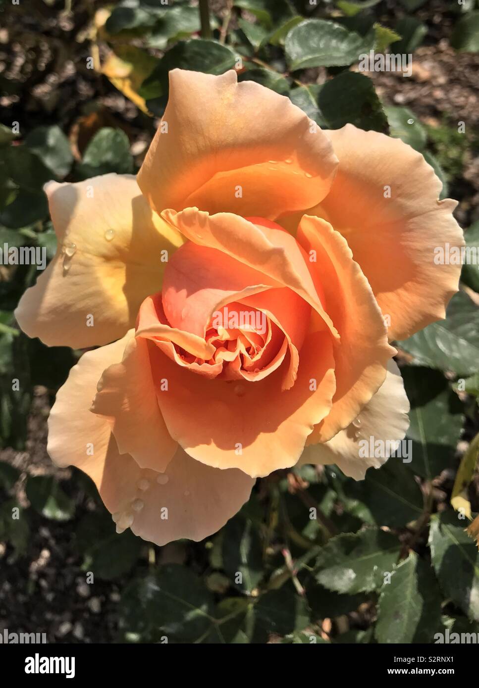 Champagne Moment Rose Cliveden Stock Photo - Alamy