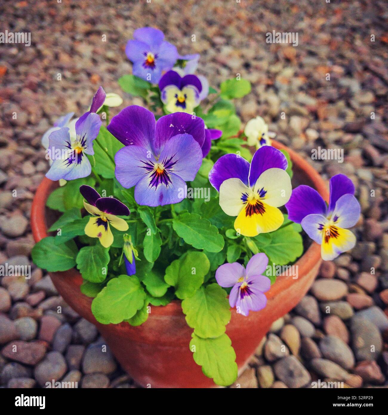 Blue violas flowers hi-res stock photography and images - Alamy