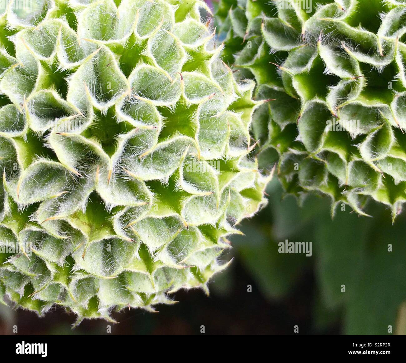 Seed shaped hi-res stock photography and images - Alamy