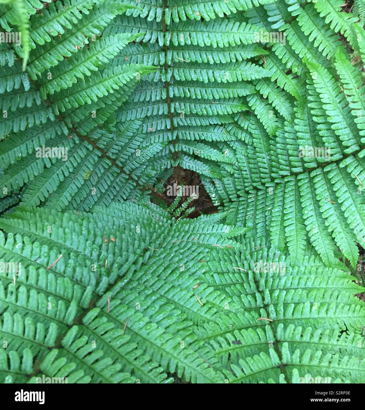 Natural woodland patterns hi-res stock photography and images - Alamy