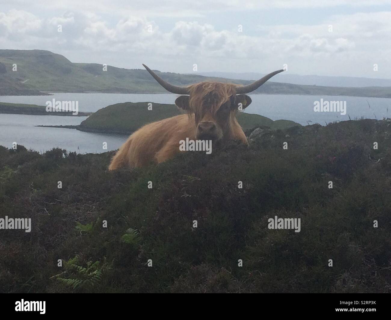 Highland cow on Skye Stock Photo - Alamy