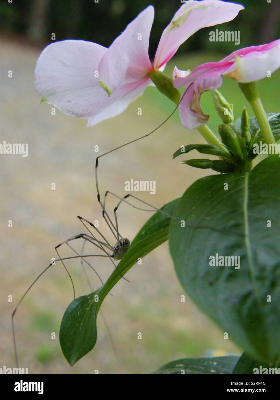 Granddaddy long leg hi-res stock photography and images - Alamy