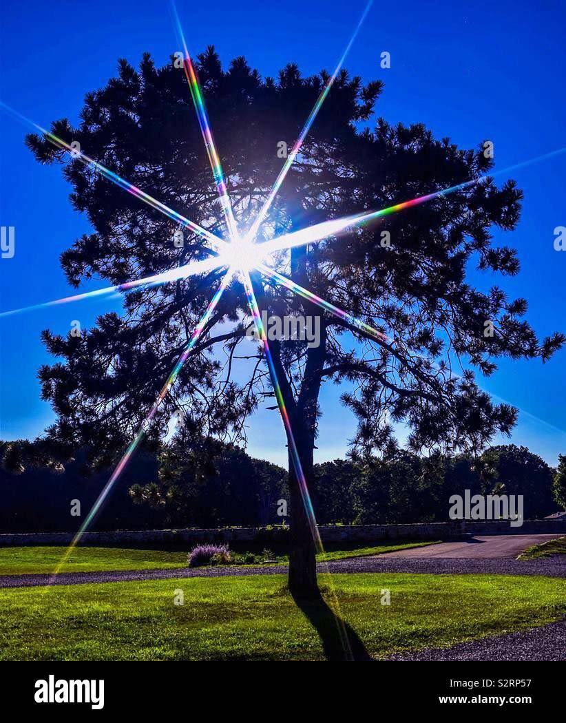 Sun star tree hi-res stock photography and images - Alamy