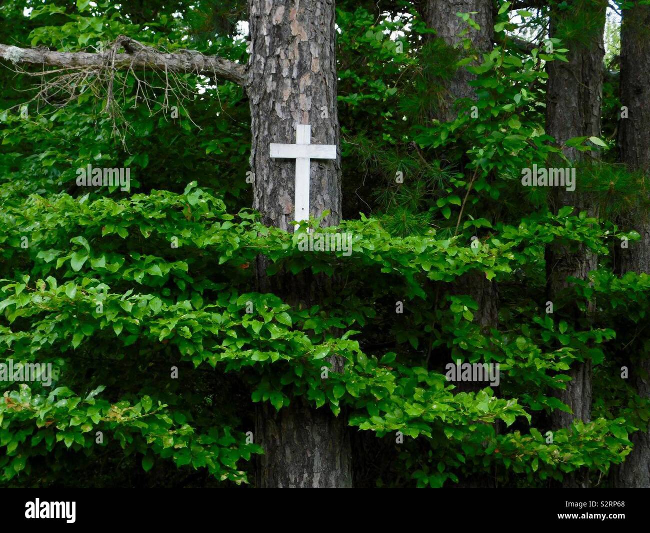 White wooden cross nailed high in a forest tree surrounded by bold ...