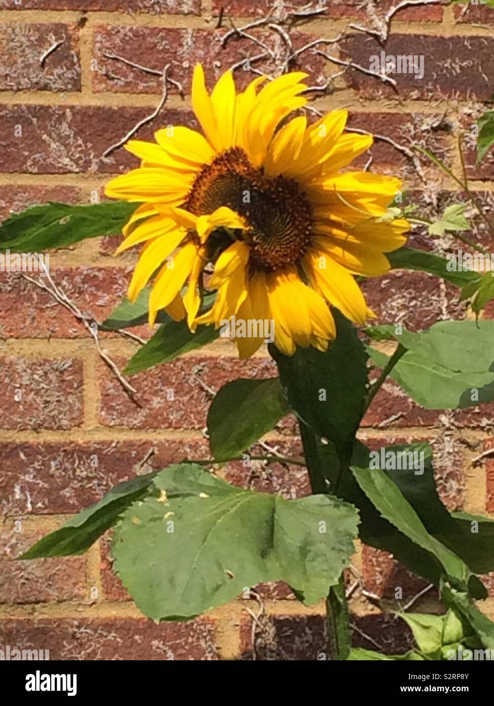 Mutated sunflower head Stock Photo - Alamy
