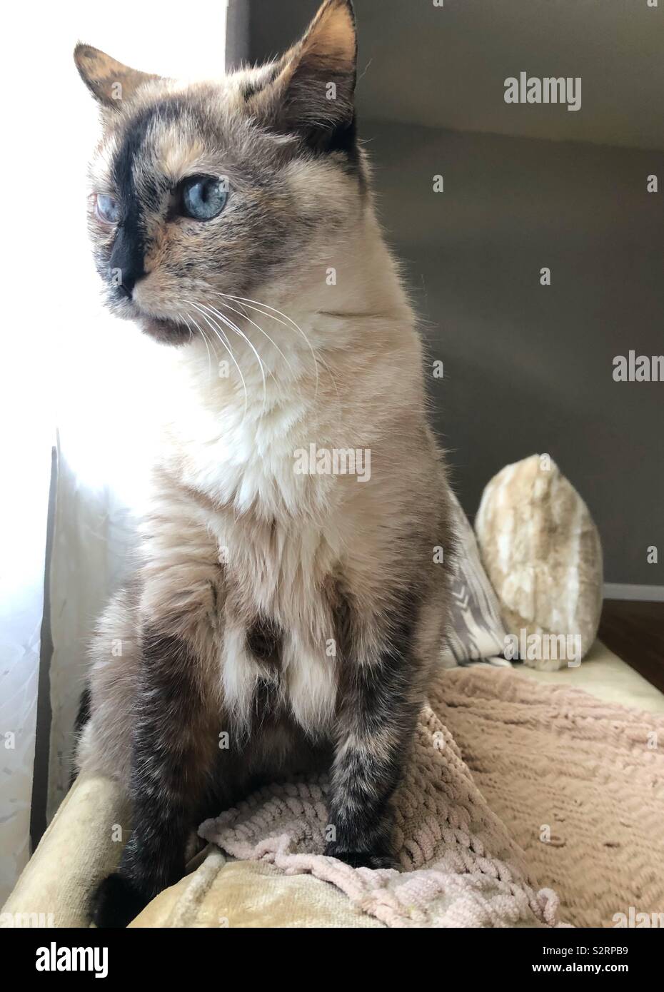 Cat on couch Stock Photo - Alamy