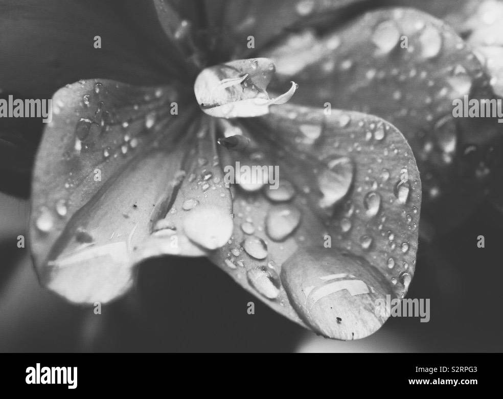 Pelargon hi-res stock photography and images - Alamy