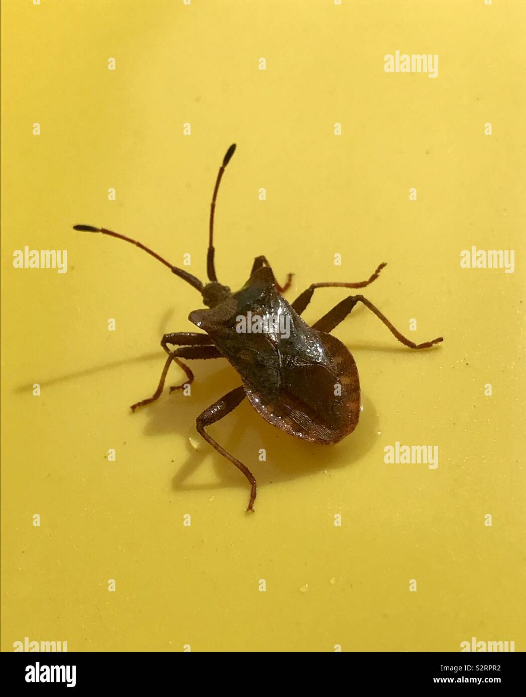 English insect hi-res stock photography and images - Alamy