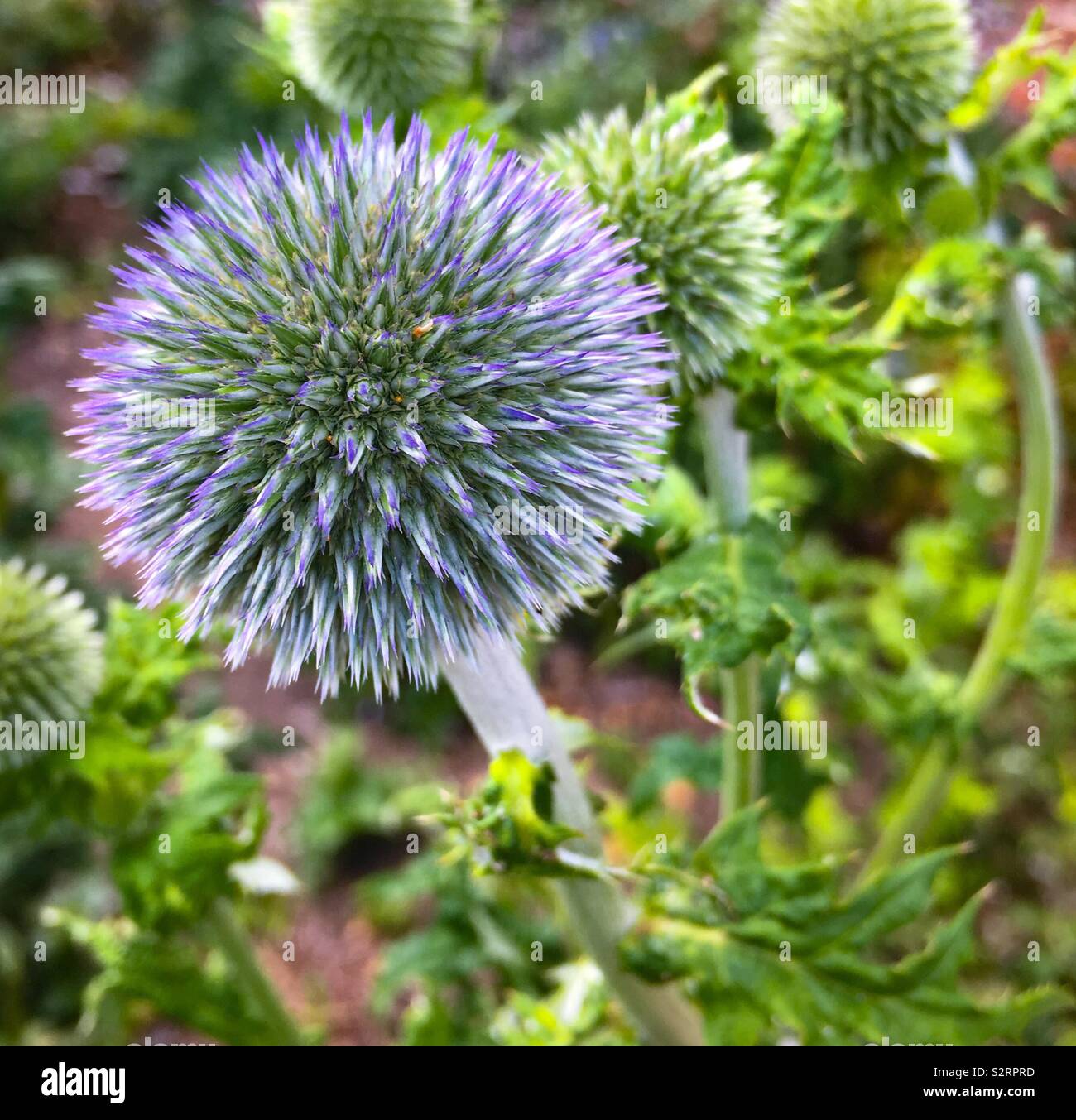 Purple flowers spiky leaves hi-res stock photography and images - Alamy