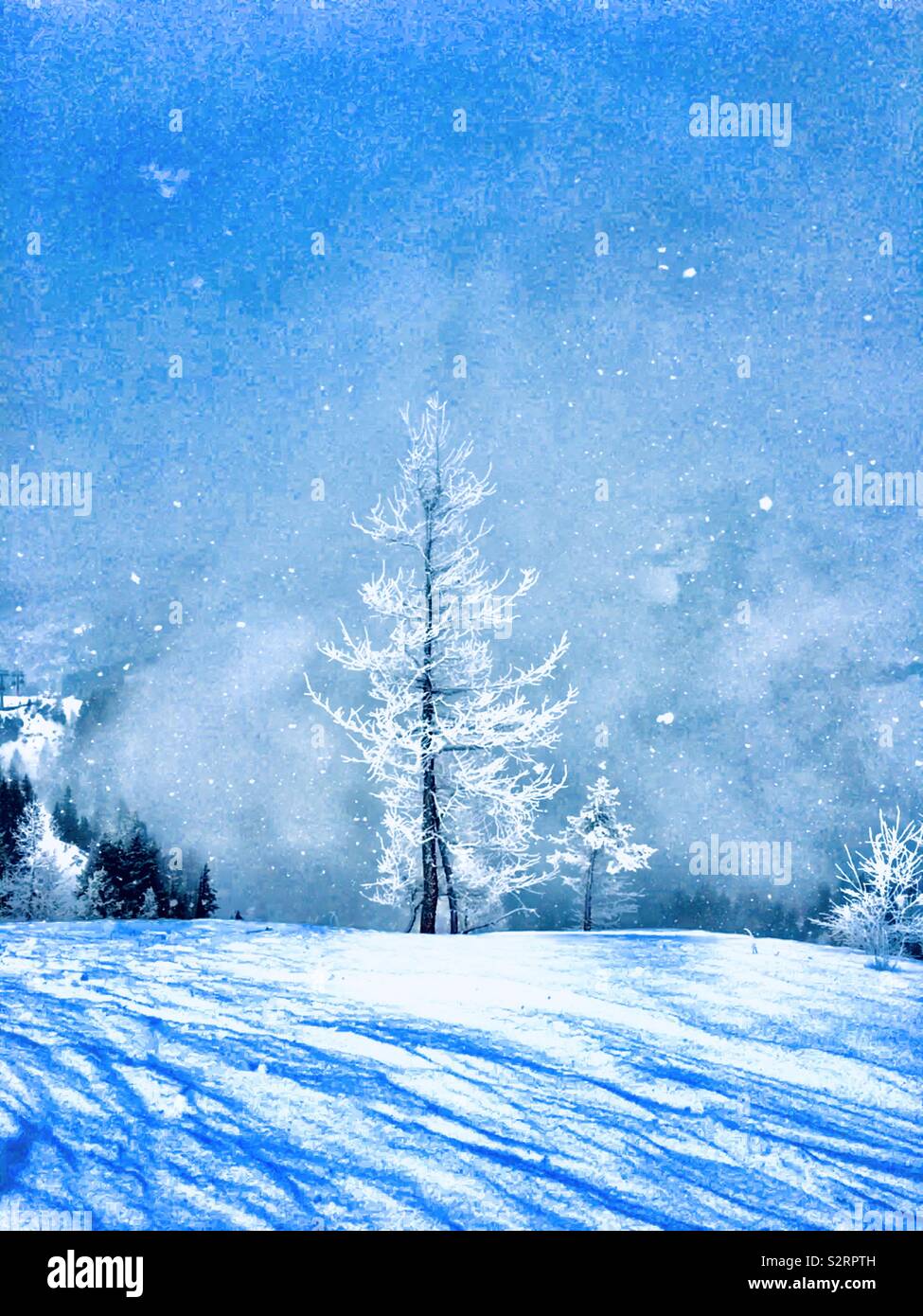 White tree in the snow on the Austrian mountain Stock Photo - Alamy
