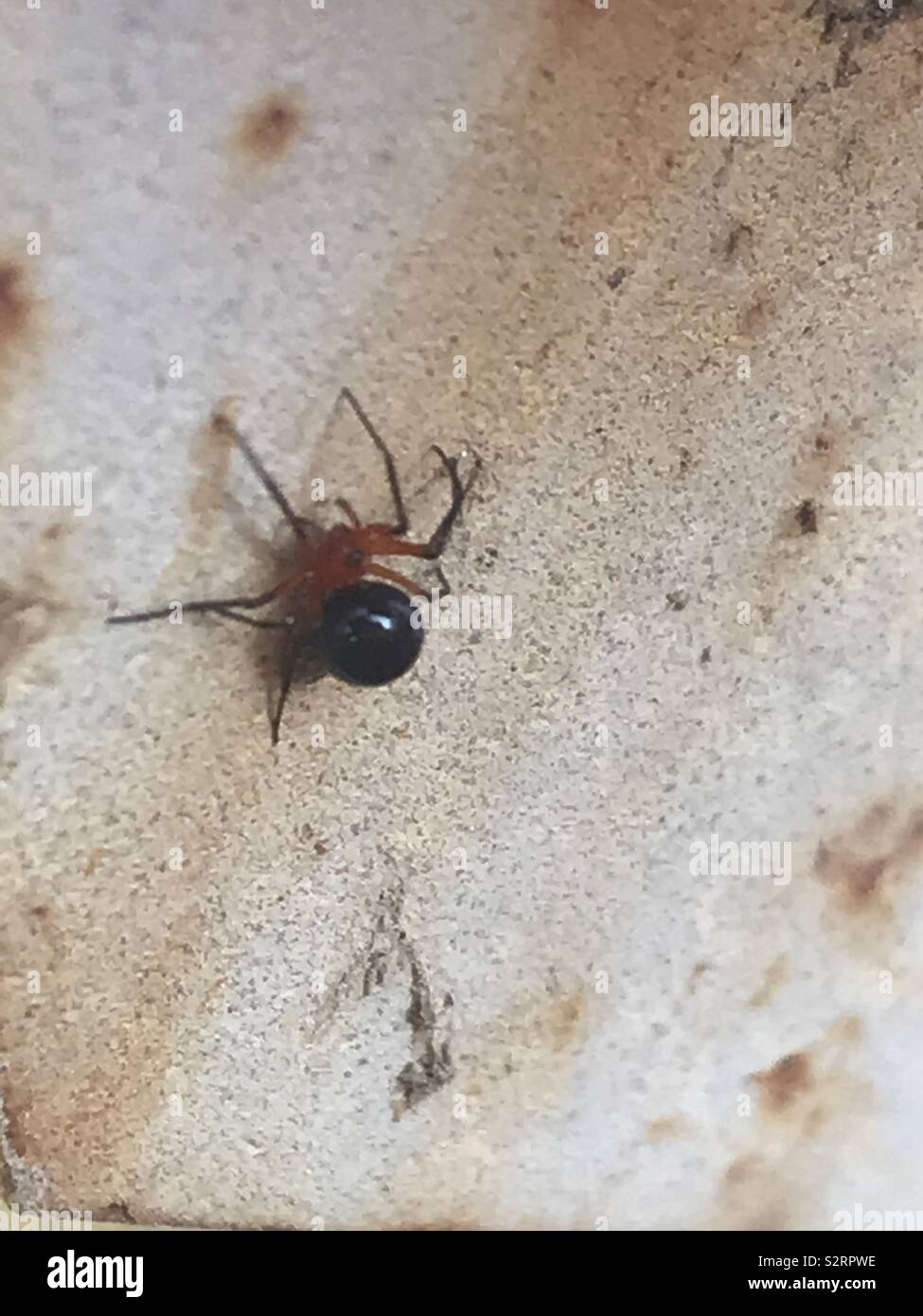 Red and black spider looking for a meal Stock Photo - Alamy