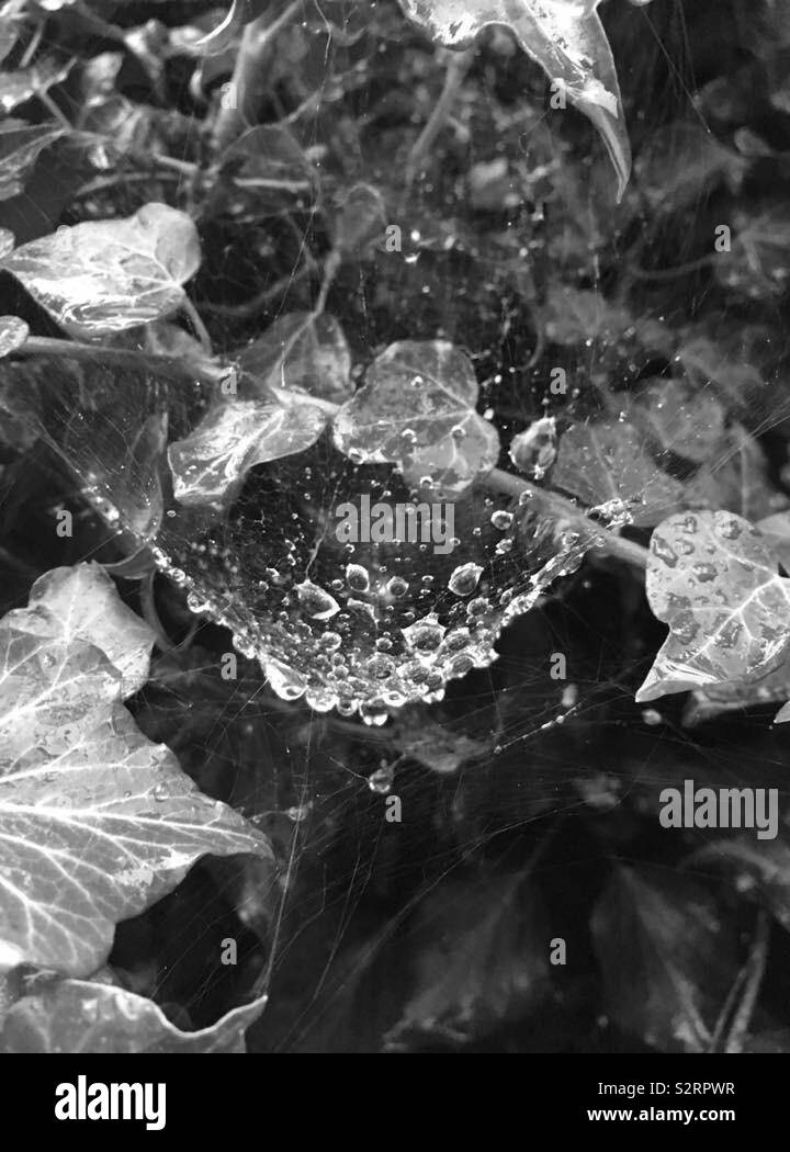 Water droplets caught in a web Stock Photo - Alamy