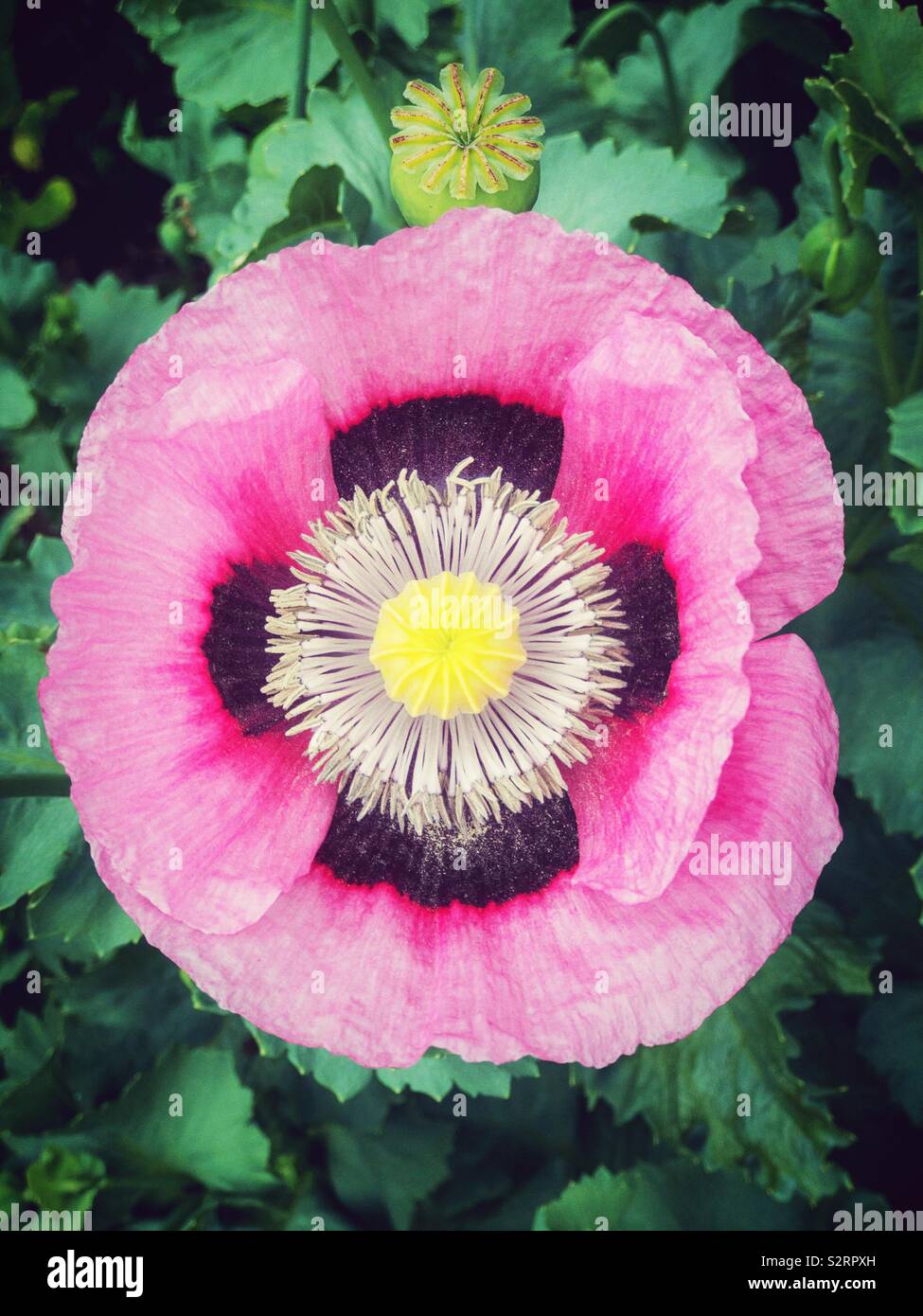 Single pink poppy hi-res stock photography and images - Alamy