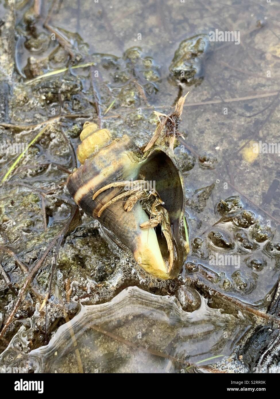 Hermit crab coming out of shell in the water Stock Photo - Alamy