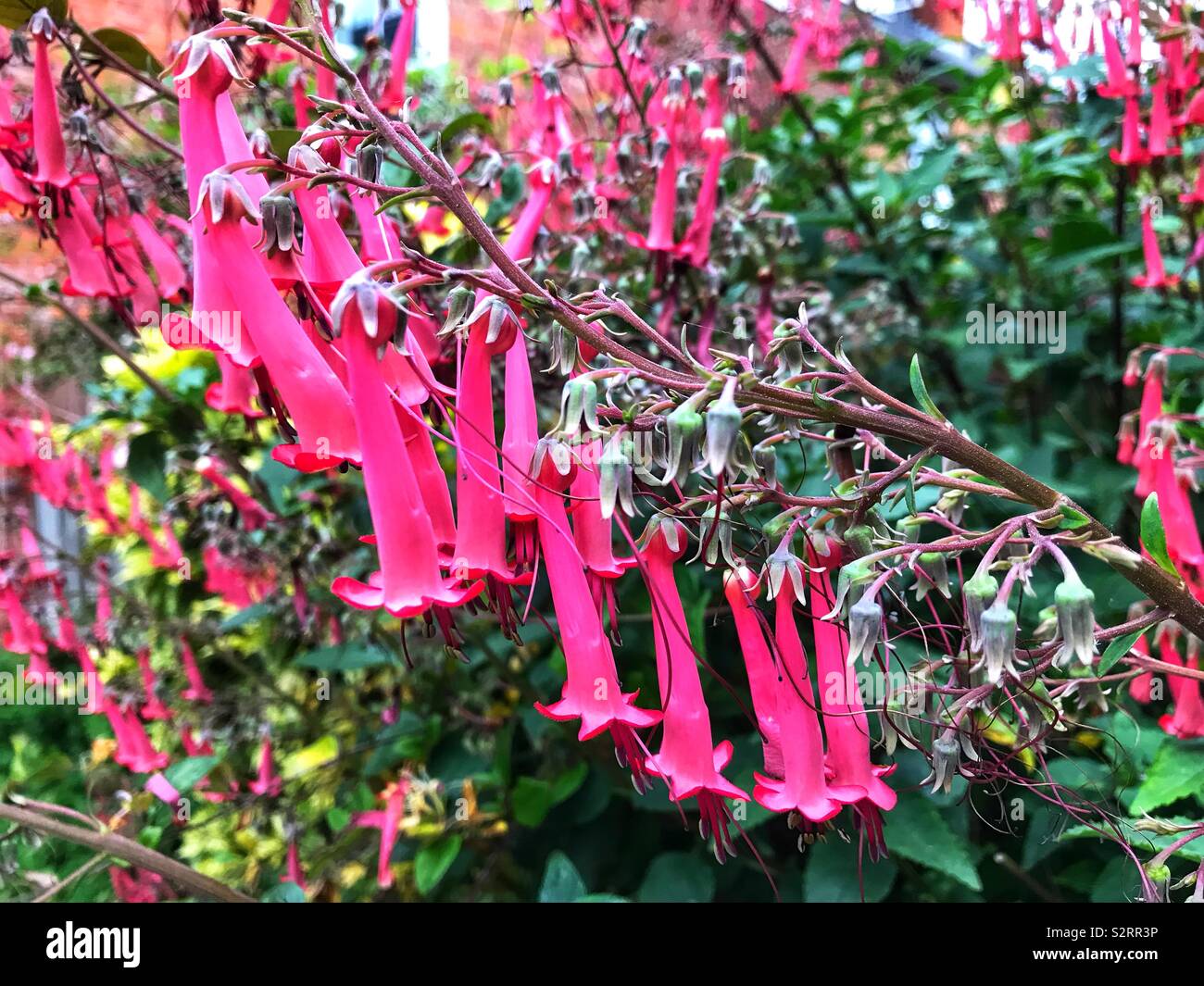 Red trumpet flowers Stock Photo - Alamy