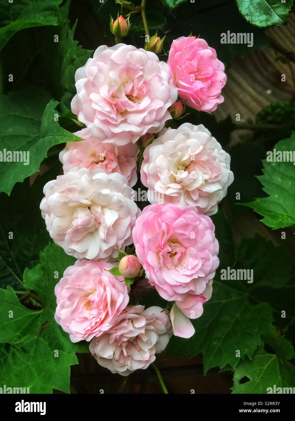 Portrait roses hi-res stock photography and images - Alamy