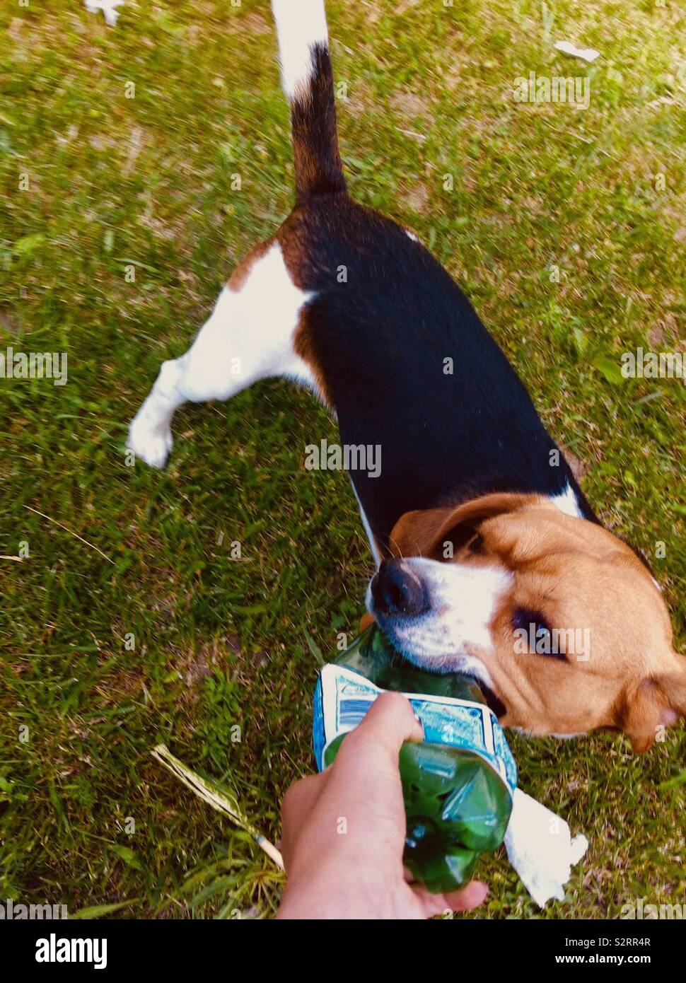 Beagle chewing on plastic bottle Stock Photo - Alamy