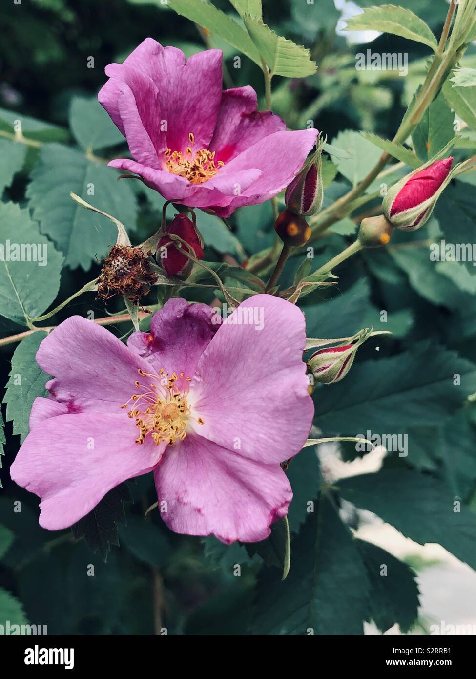 Pink Alberta wild roses in the garden Stock Photo - Alamy