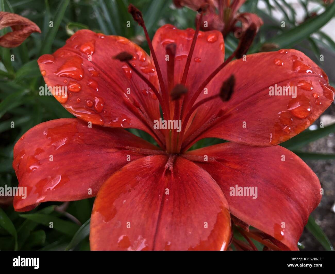 Red lilies hi-res stock photography and images - Alamy