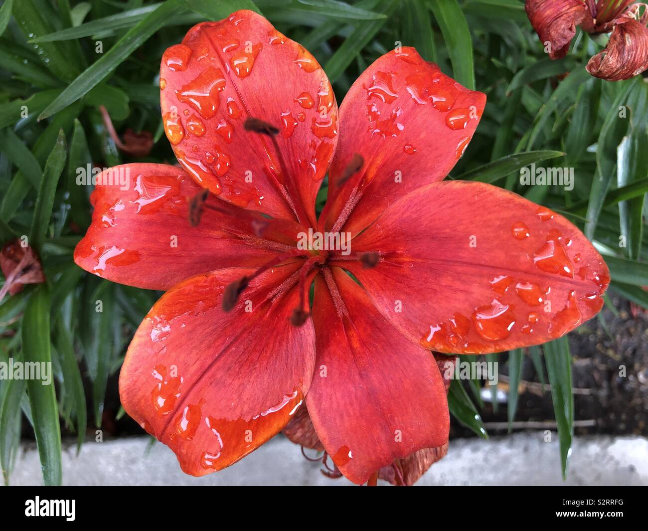 Red lilies hi-res stock photography and images - Alamy