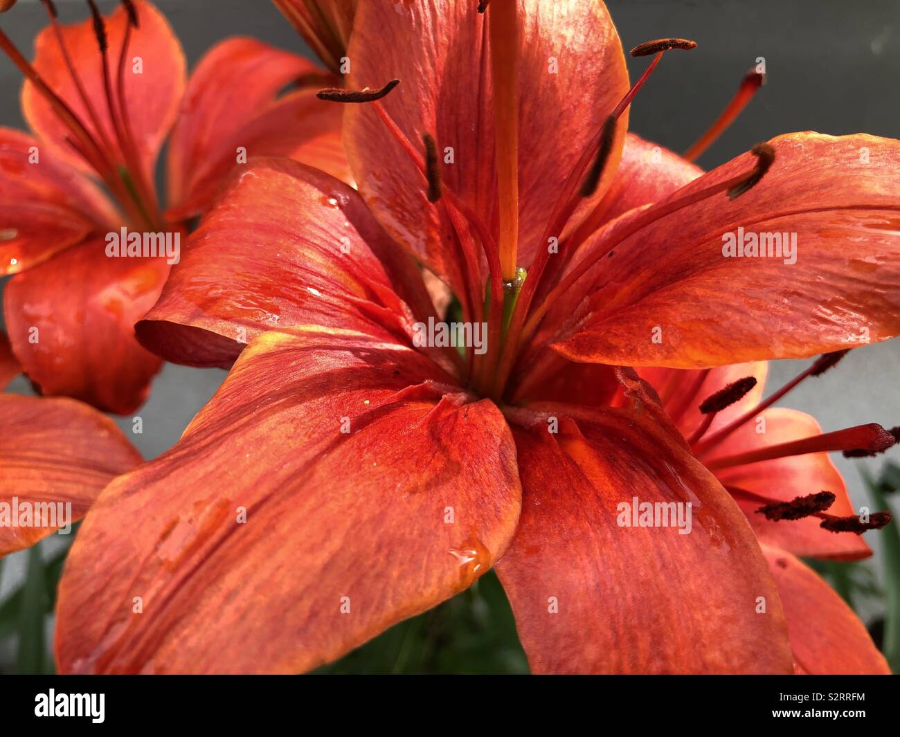Red lilies hi-res stock photography and images - Alamy